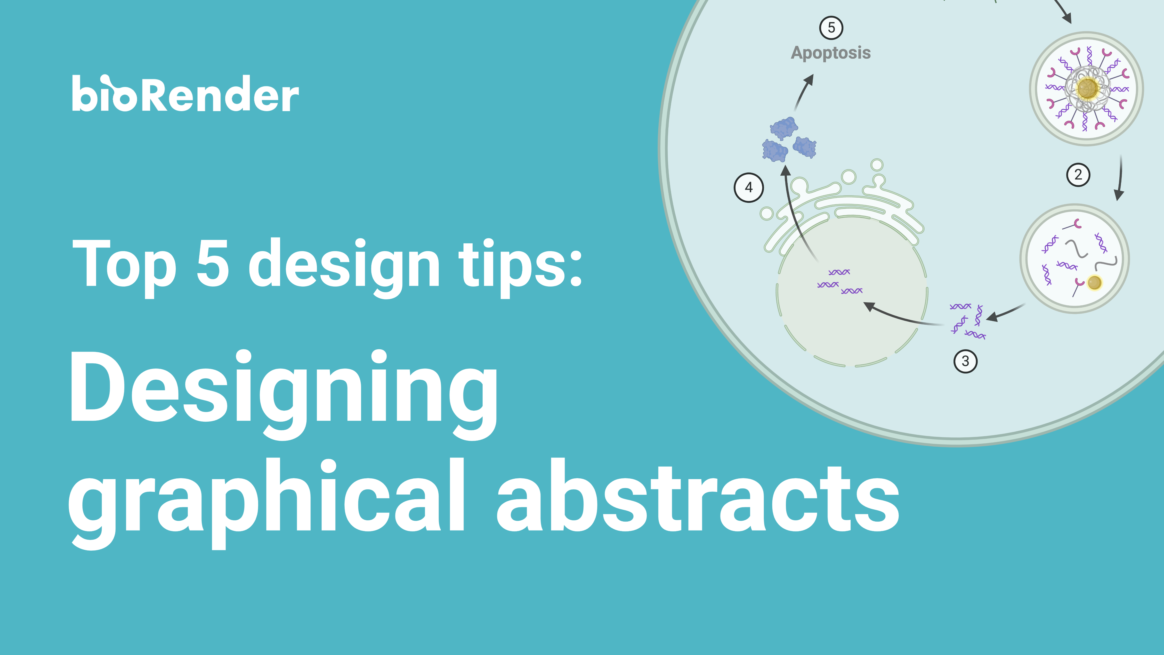 BioRender Learning Hub | Adding text in a shape